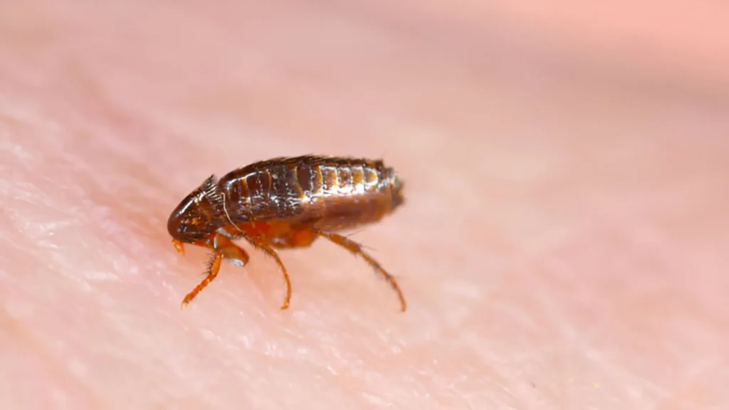 What Do Fleas Look Like Actually